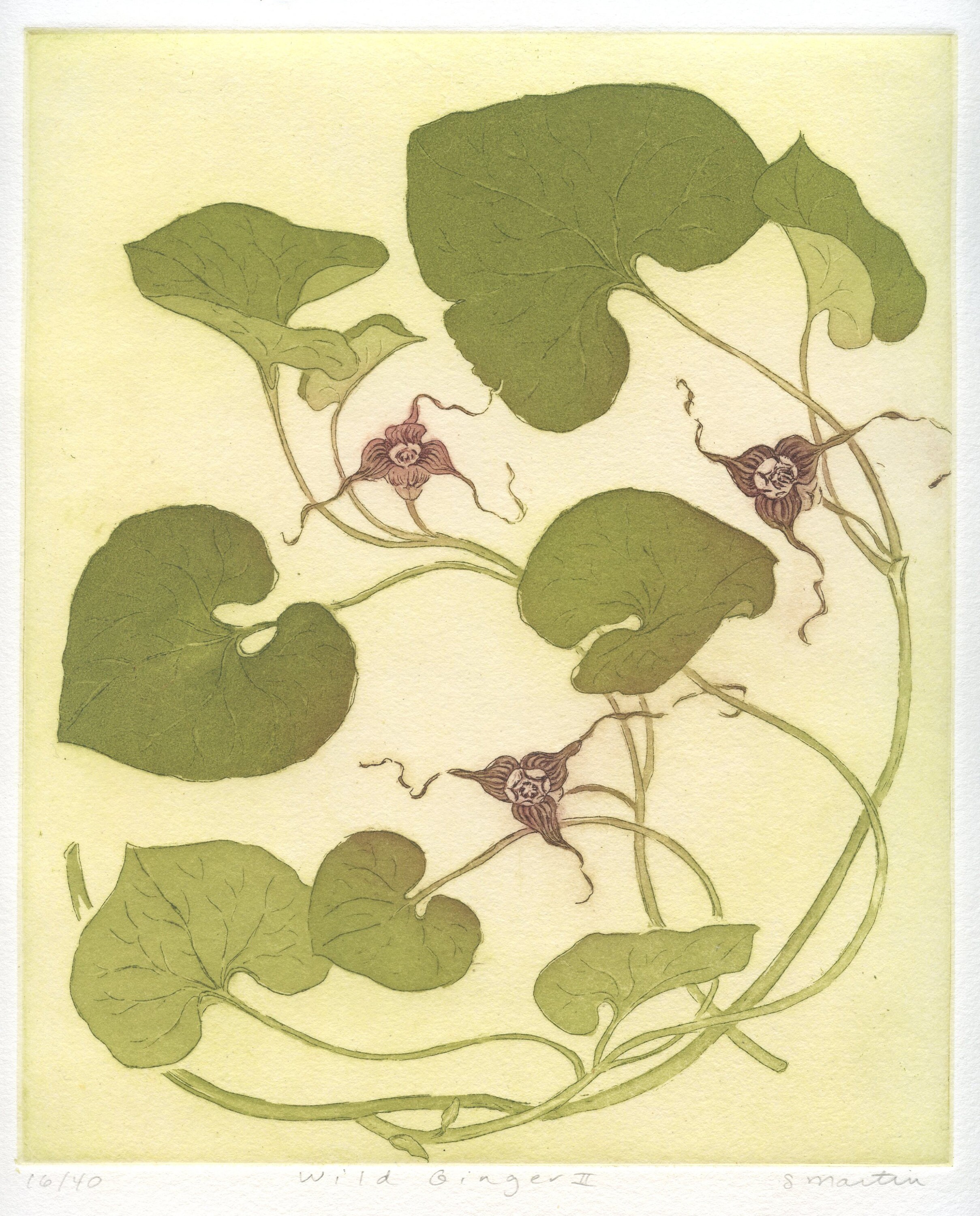 Wild Ginger, Fine Art Etching of California Native Plant - Etsy