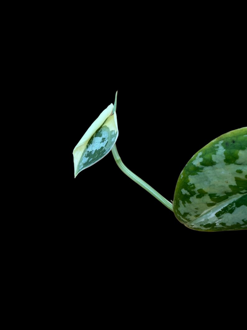 Scindapsus ‘mayari’ Variegated – Rooted Cutting – Rare Silver Aroid ...