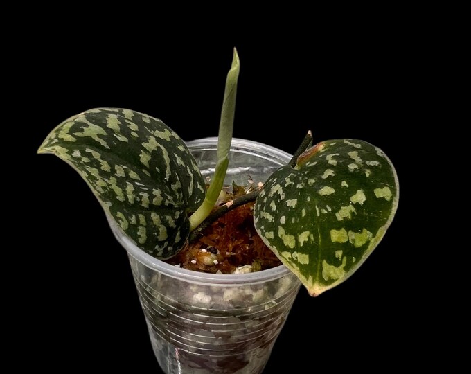 Scindapsus Snake Scale - Etsy