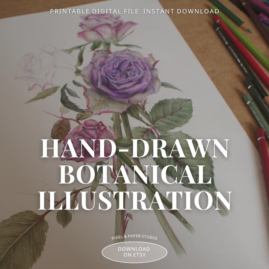 Rose Printable Wall Art - Botanical Pencil Drawing - Vintage Floral ...
