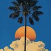 Palm Tree Poster Print - Etsy