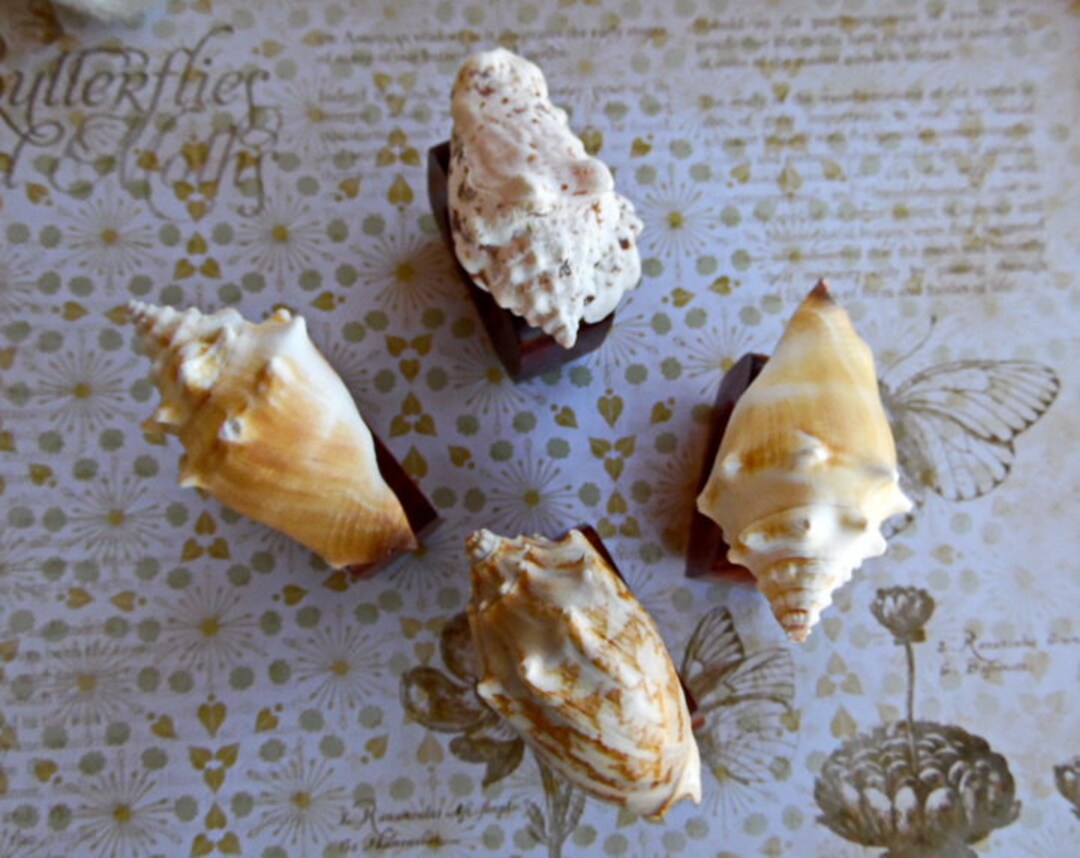 Indian Wood Seashell Shell Napkin Ring Hand Cut Hardwood Party Table ...