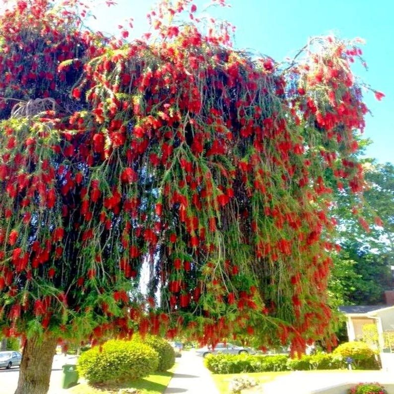 50 Weeping Bottlebrush Tree Seeds – Callistemon Viminalis – Garden ...