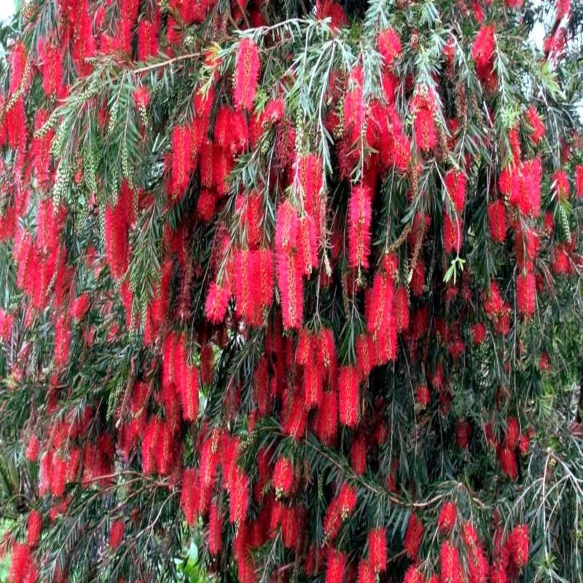 50 Weeping Bottlebrush Tree Seeds – Callistemon Viminalis – Garden ...