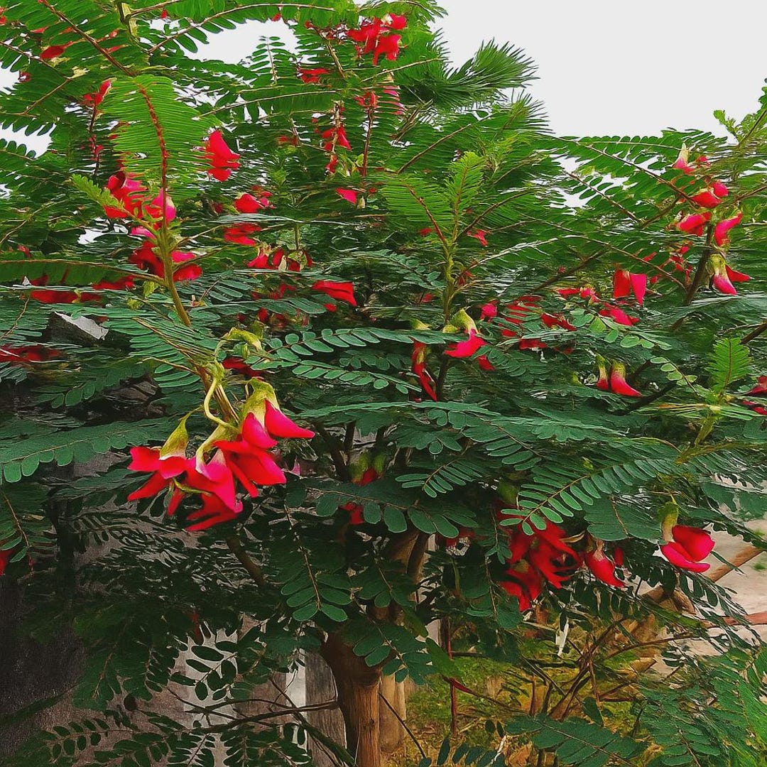 20 Hummingbird Tree Seeds – Sesbania Grandiflora Fast-growing Flowering ...