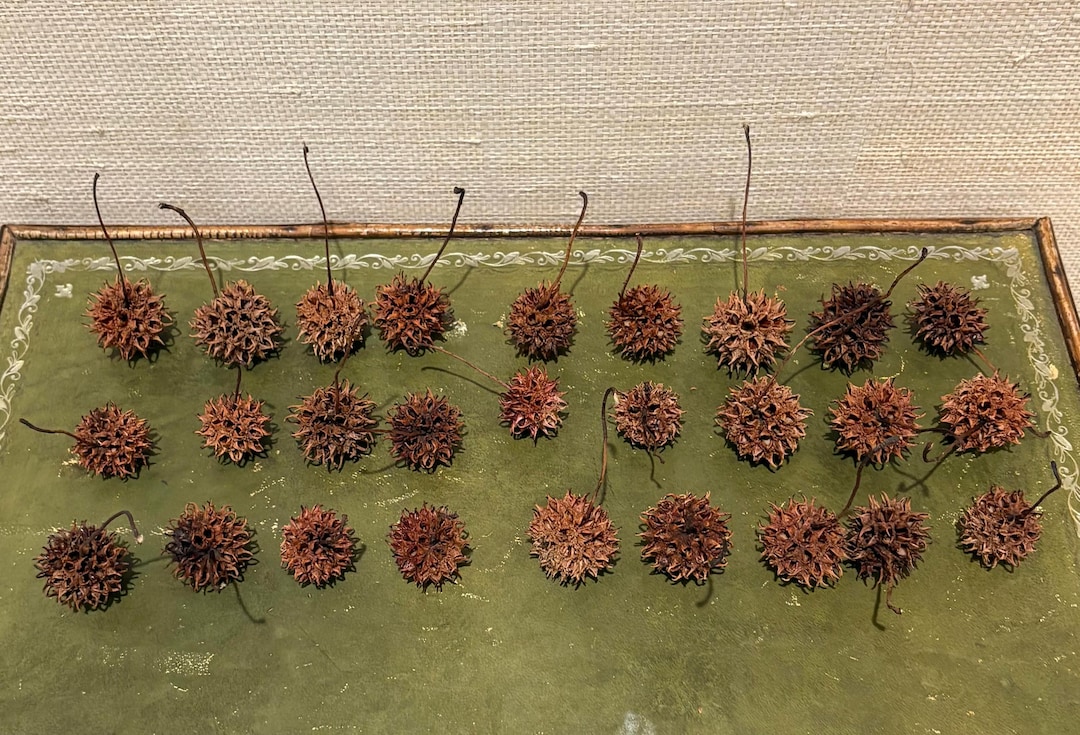 Dried Sweetgum Balls: Natural Spiked Seed Pods for Crafts. Set of 30 - Etsy
