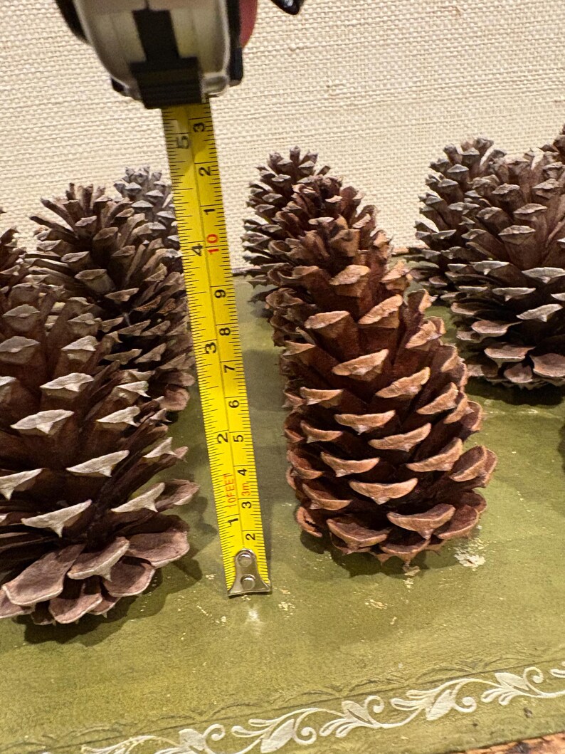 Loblolly Pine Cones 3"-4"- Set of 20. Fall Thanksgiving Christmas ...