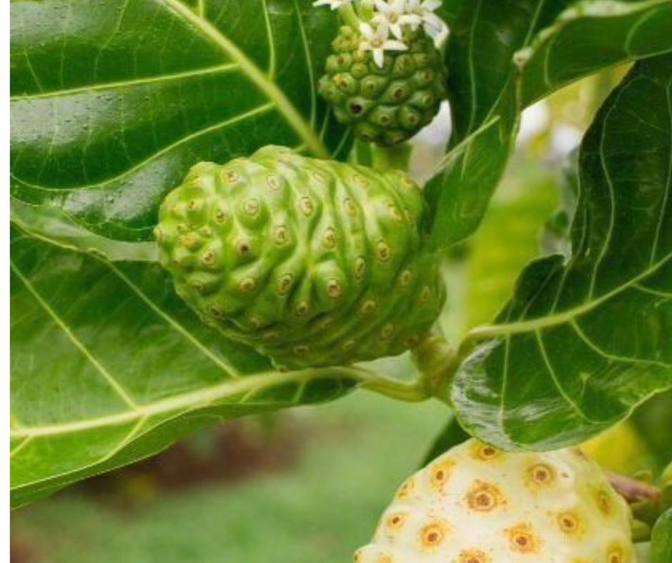 Noni Fruit Tree Seeds Plant Morinda Citrifolia, 50seeds - Etsy