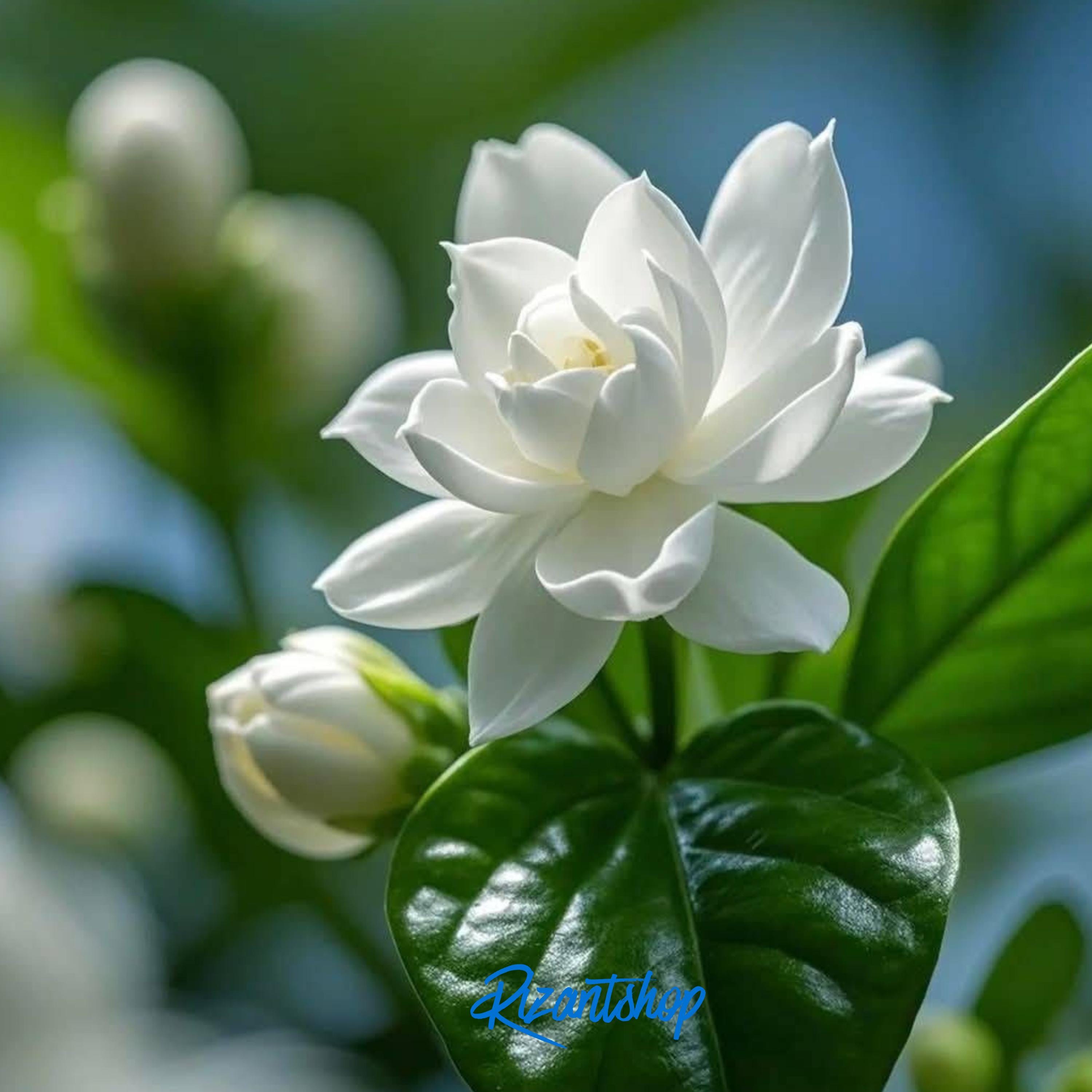 Arabian Jasmine Flower Seeds, Fragrant Plant 12 Seeds - Etsy