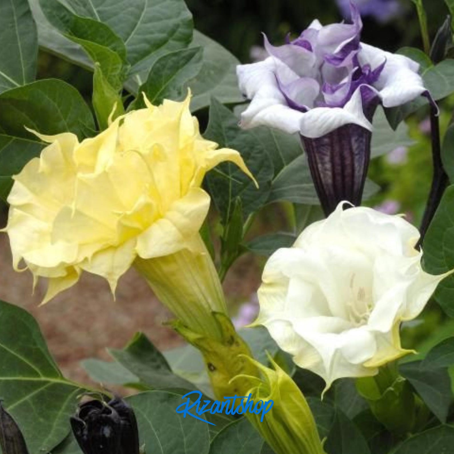 Angel’s Trumpet (datura) Mixed Color Seeds | Exotic Fragrant Blooms - Etsy