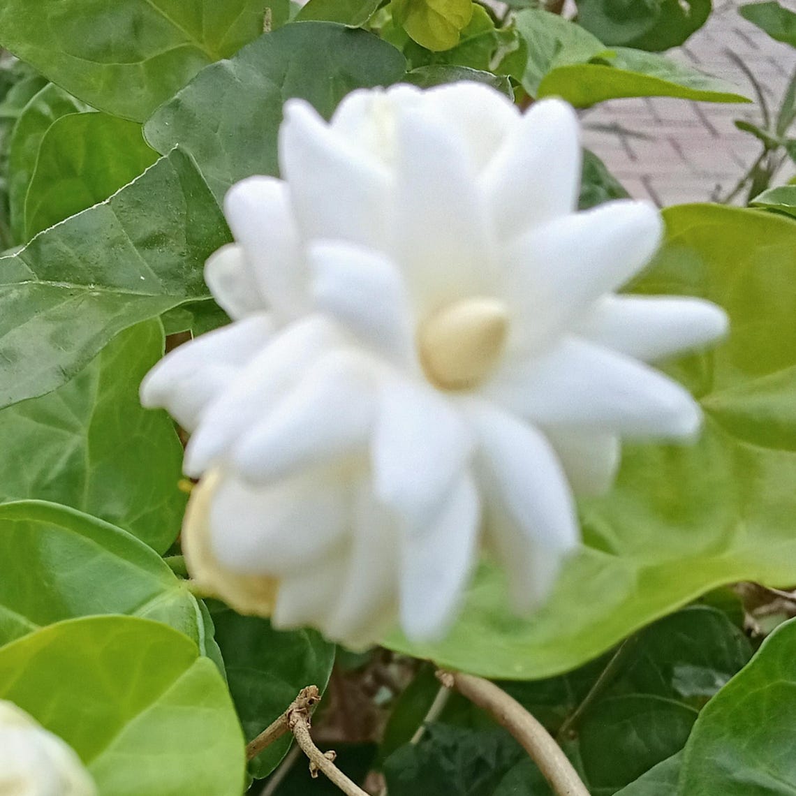 Arabian Jasmine Flower Seeds, Fragrant Plant 12 Seeds - Etsy