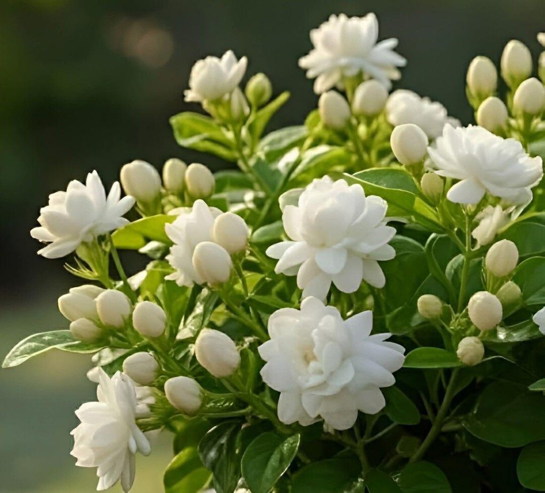 Arabian Jasmine Flower Seeds, Fragrant Plant 20 Seeds - Etsy