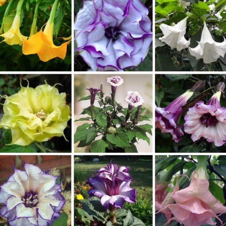 Angel’s Trumpet (datura) Mixed Color Seeds | Exotic Fragrant Blooms - Etsy