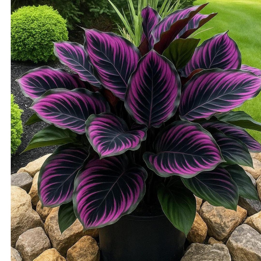 Rare Purple Calathea 25 Seeds, Couture Flower Plant Garden, Indoor ...