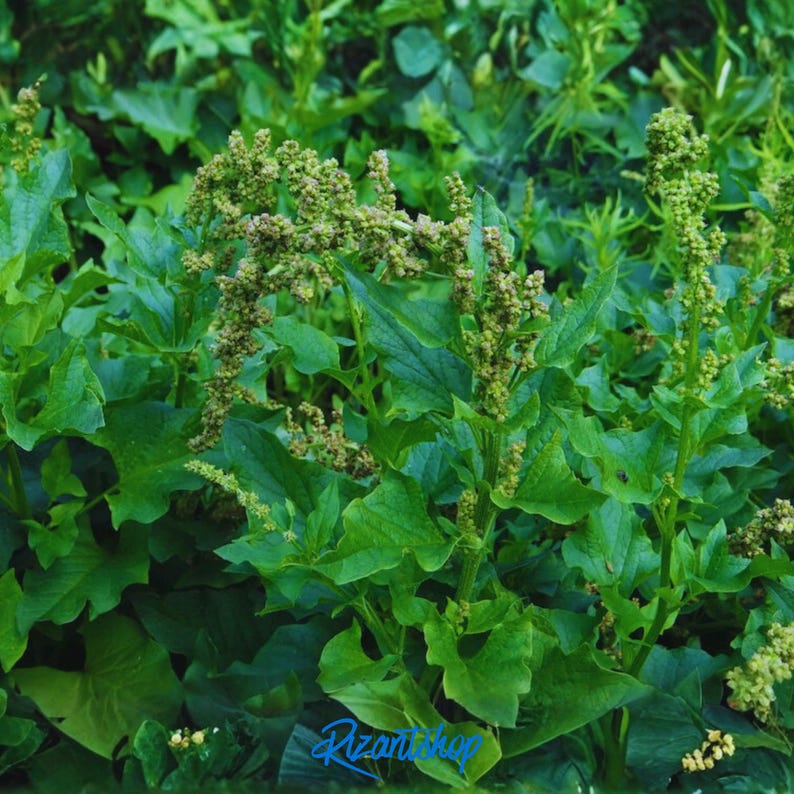 Good King Henry Seeds (blitum Bonus-henricus) – Heirloom Perennial ...