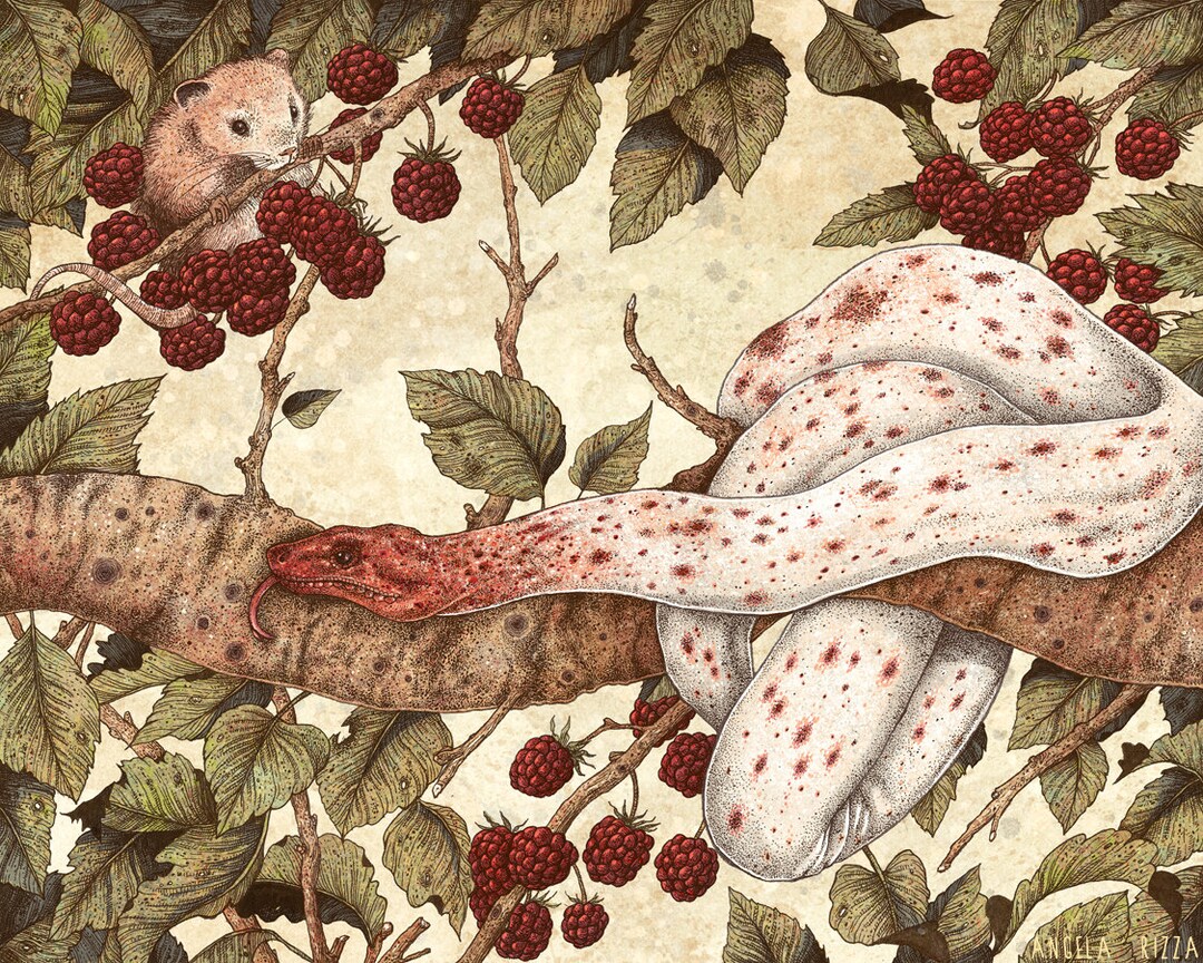 The Mouse and Snake 8x10" Print - Etsy