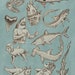 Shark Week 2023 8x10" Print - Etsy