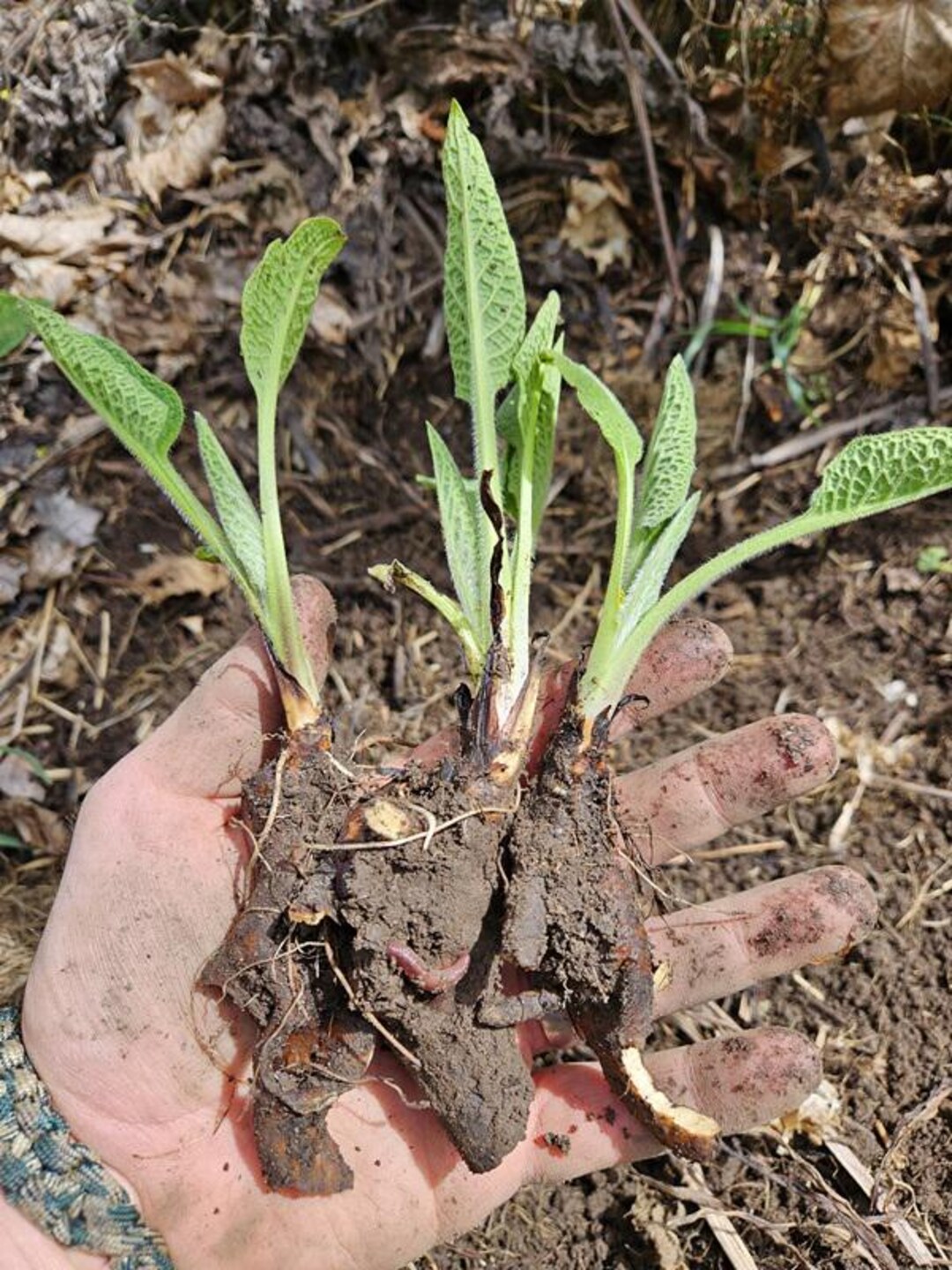 PREORDER: Comfrey Plant Root Crowns - Bocking 14 Variety, Living Mulch ...
