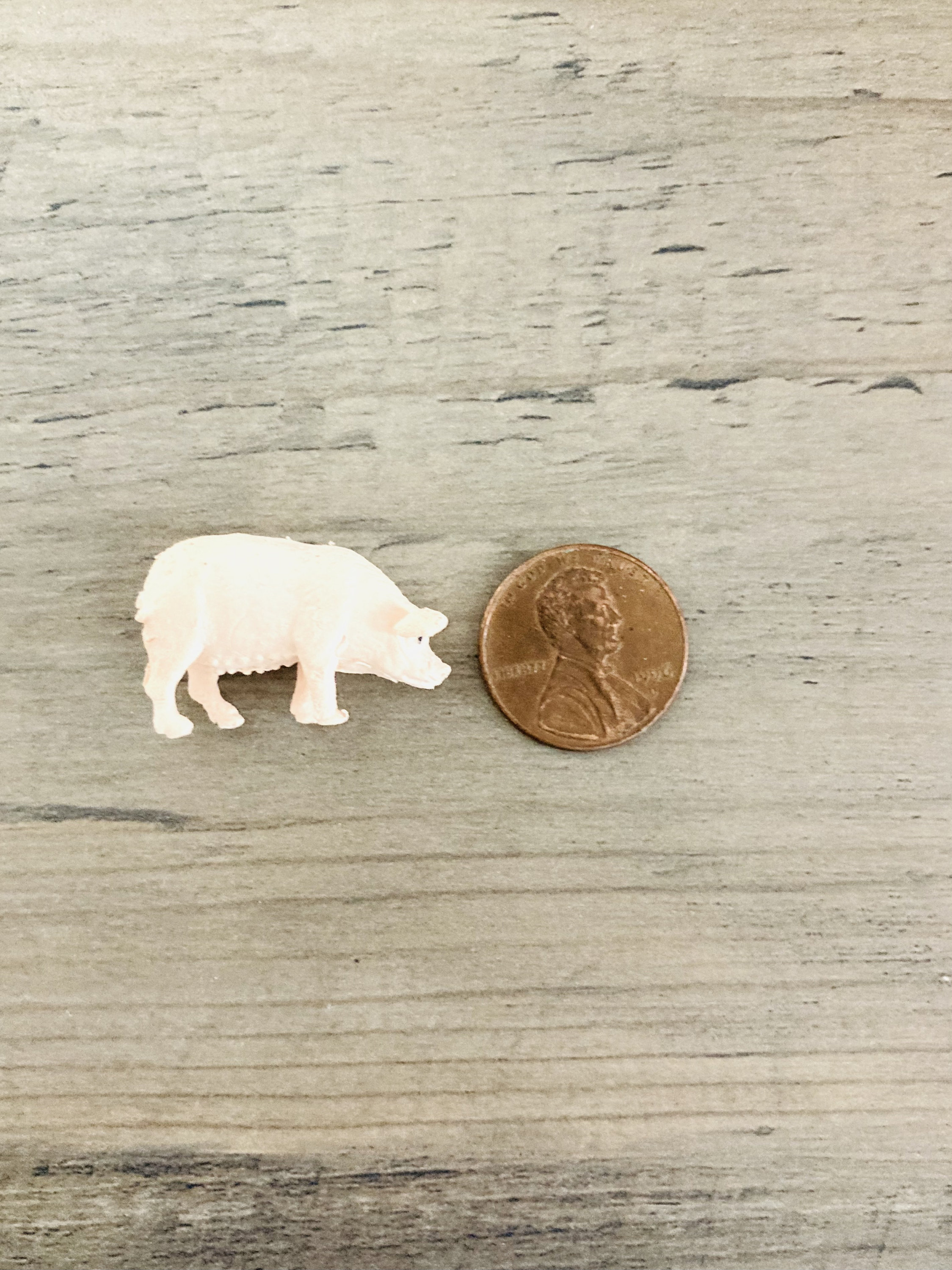 Miniature Farm Pig / Pale Pink Micro Mini Tiny Piglet Pig Gilt Sow Farm ...
