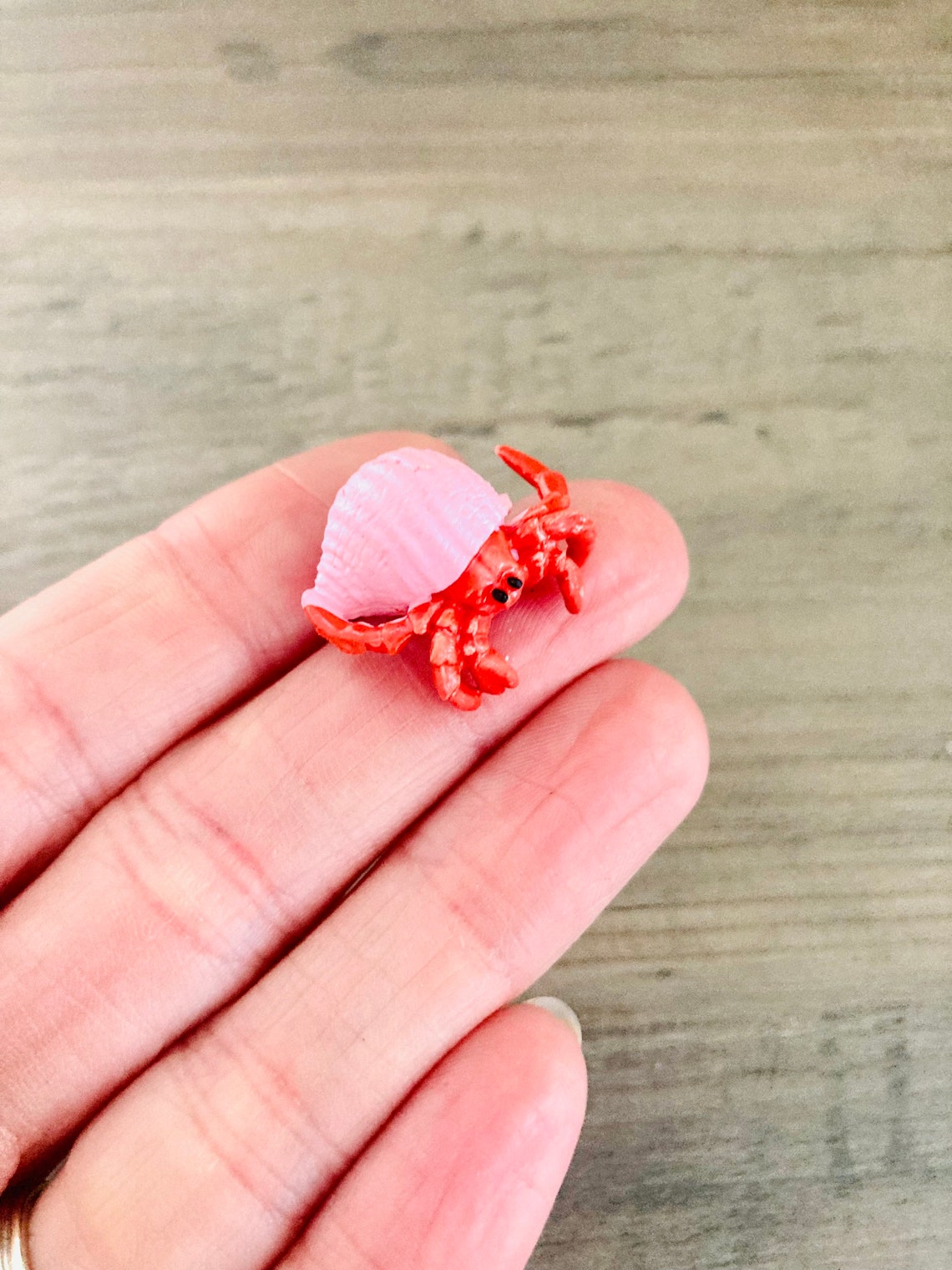 Miniature Hermit Crab / Micro Mini Crab Sea Creature Ocean - Etsy