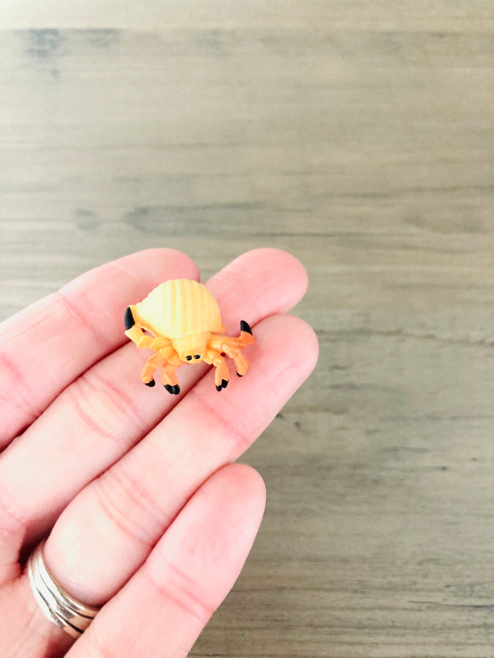 Miniature Hermit Crab / Micro Mini Crab Sea Creature Ocean Reef Pink ...