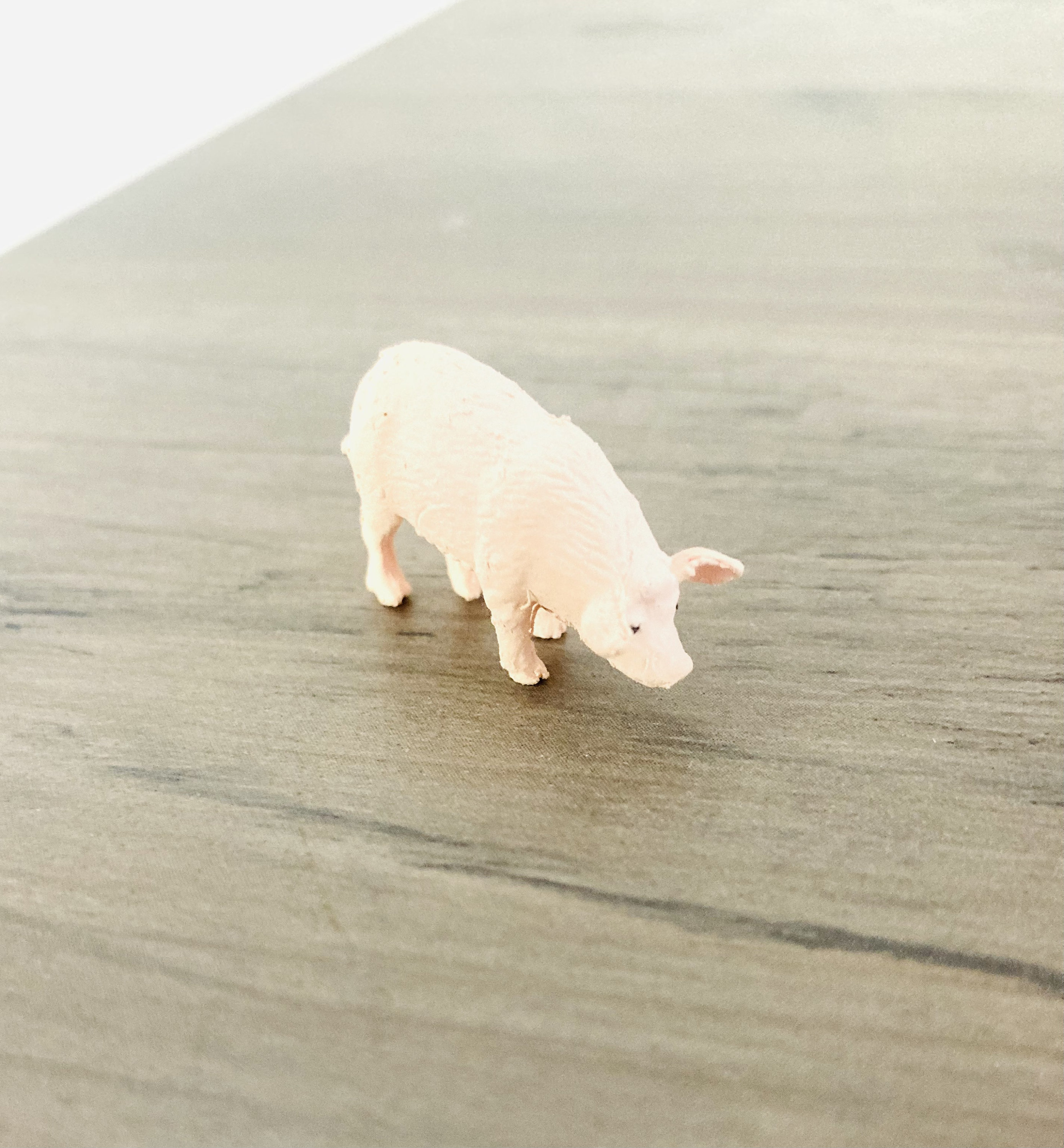 Miniature Farm Pig / Pale Pink Micro Mini Tiny Piglet Pig Gilt Sow Farm ...