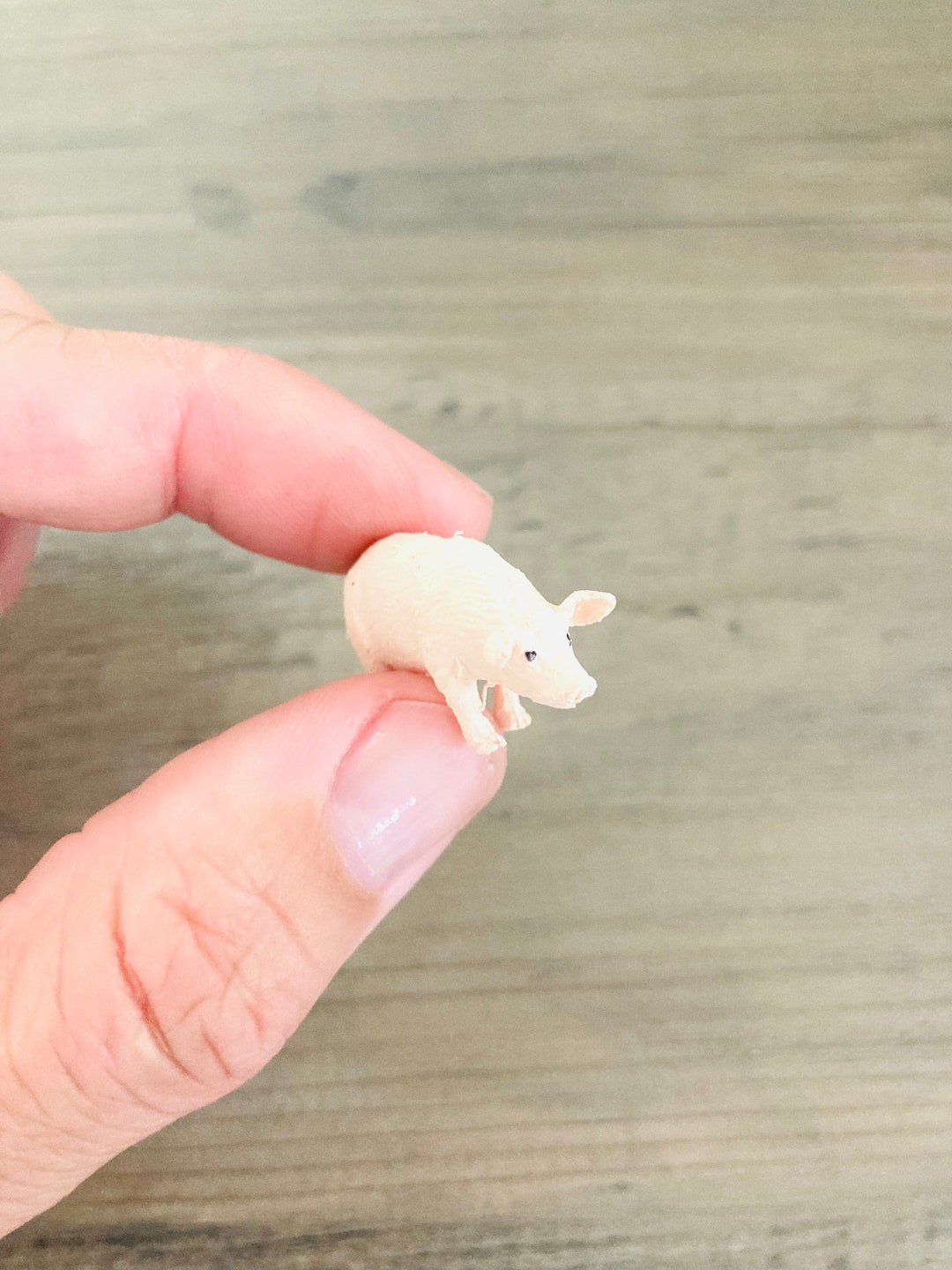 Miniature Farm Pig / Pale Pink Micro Mini Tiny Piglet Pig Gilt Sow Farm ...