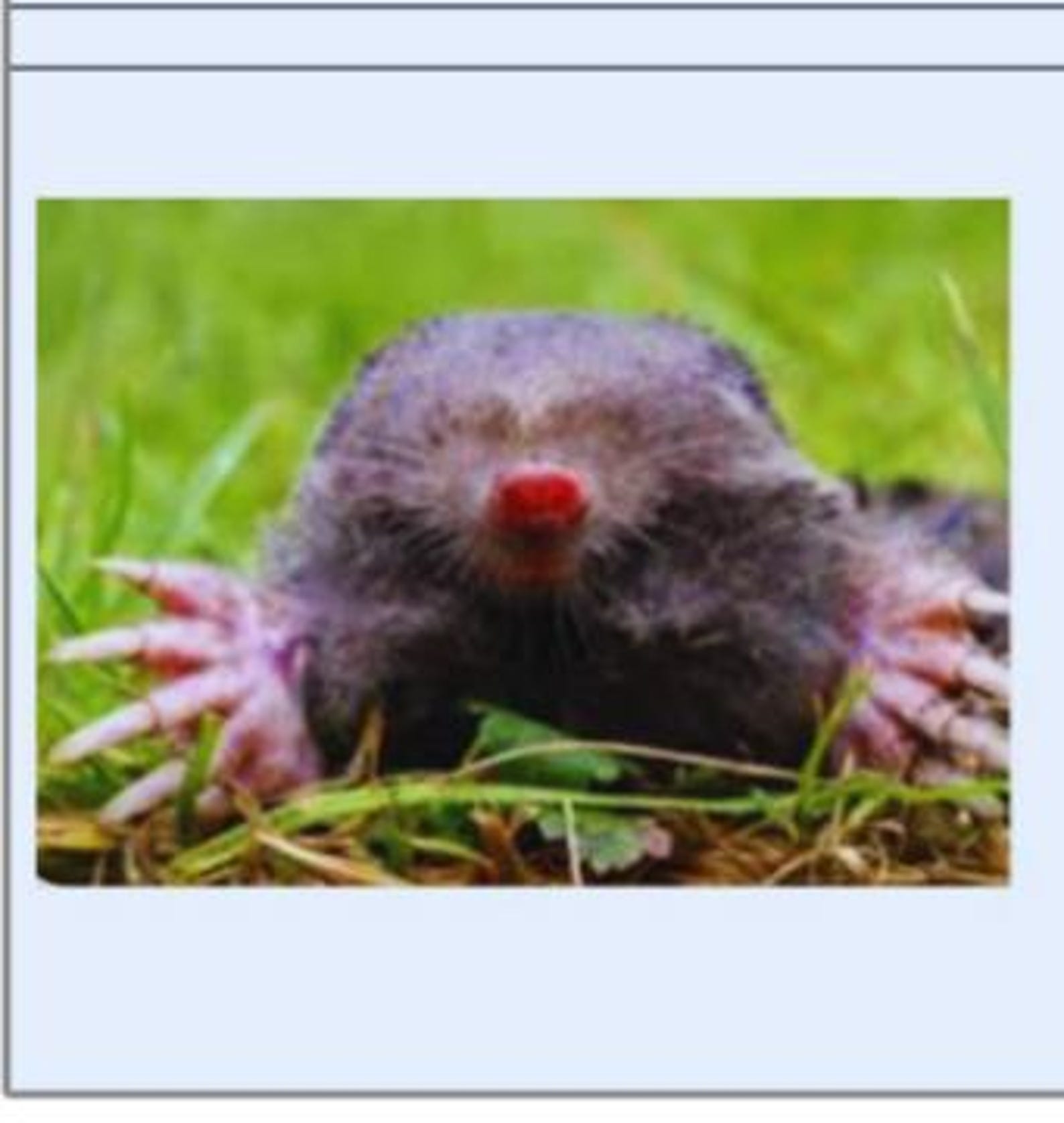 Footprints in Nature: Animals With Amazing Feet! “walking, Climbing ...