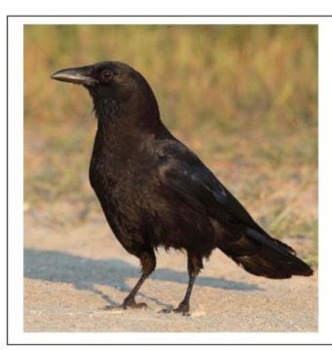 Footprints in Nature: Animals With Amazing Feet! “walking, Climbing ...