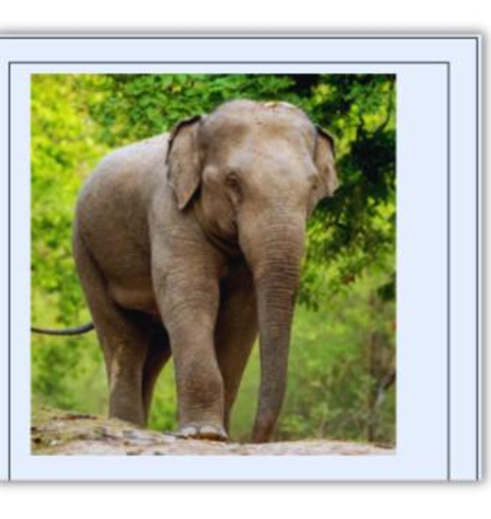 Footprints in Nature: Animals With Amazing Feet! “walking, Climbing ...