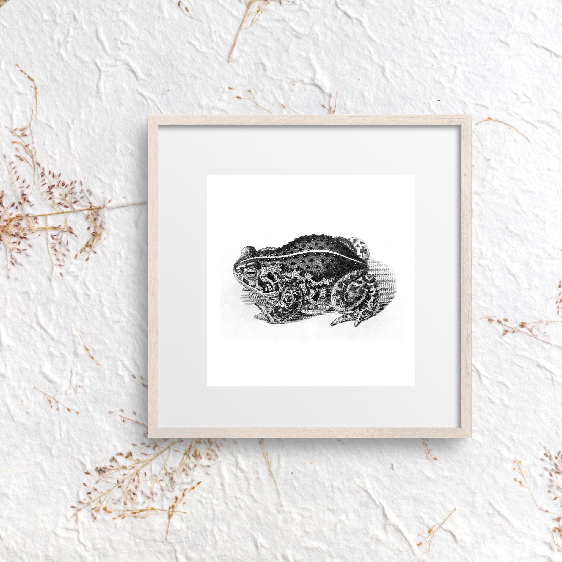Vintage Toad Illustration | Printable Digital Art | Black and White ...