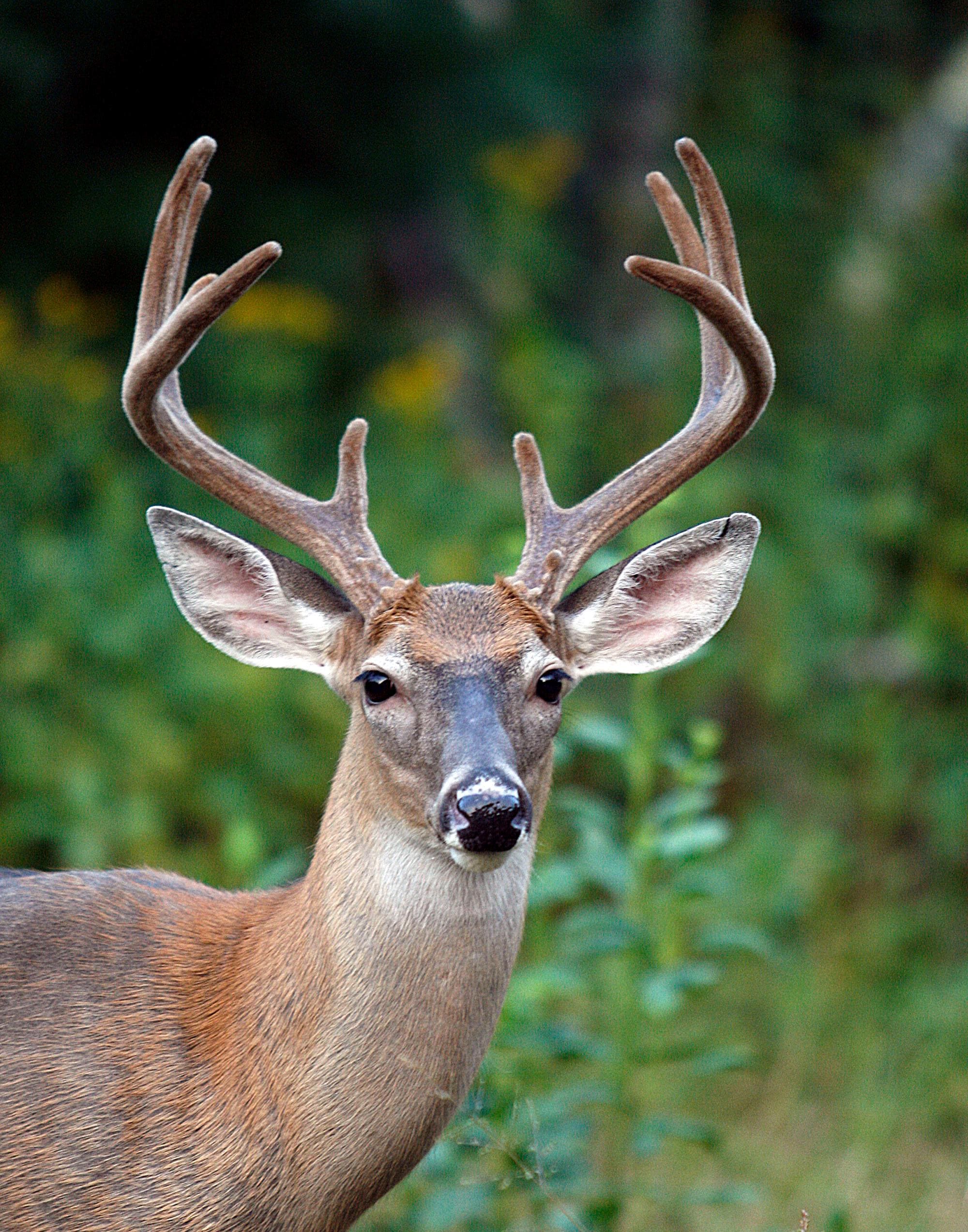 Ten Point Buck, Velvet Antlers, Blue Ridge Mountains North Carolina - Etsy