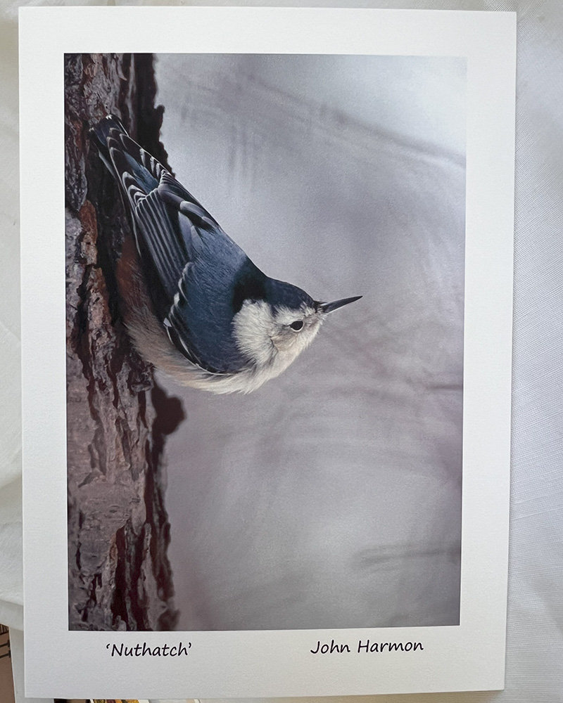 White Breasted Nuthatch in Winter A Bird Fine Art Photo - Etsy