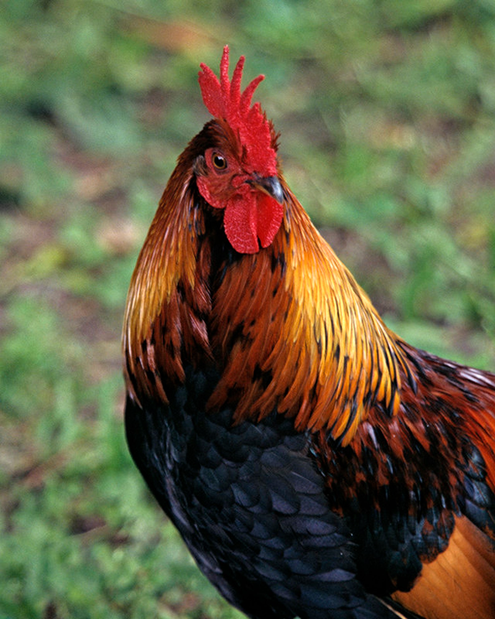 Executive Style Rooster Portrait: Fine Art Photograph for Home or ...