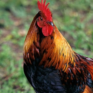 Executive Style Rooster Portrait: Fine Art Photograph for Home or ...