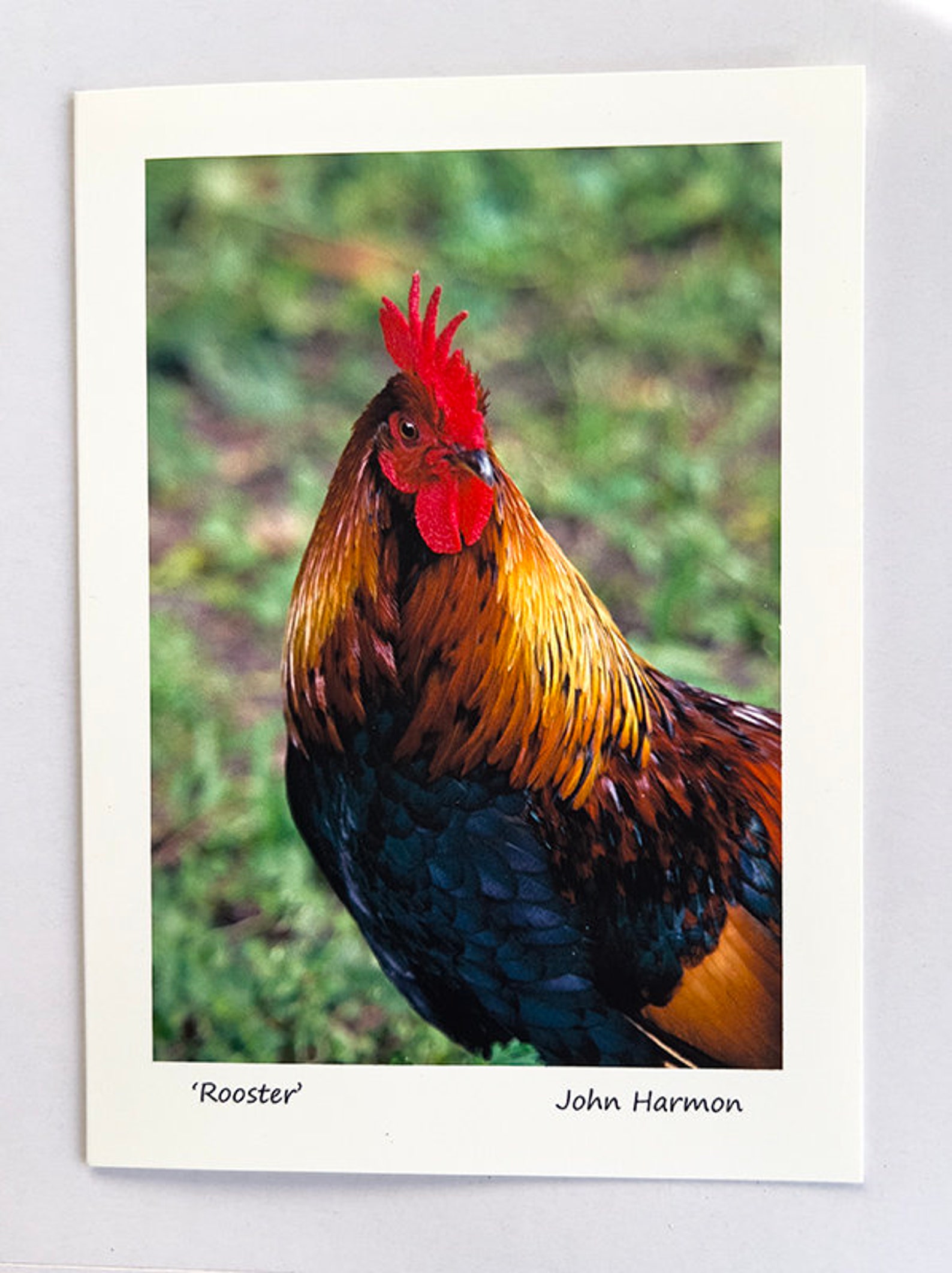 Executive Style Rooster Portrait: Fine Art Photograph for Home or ...