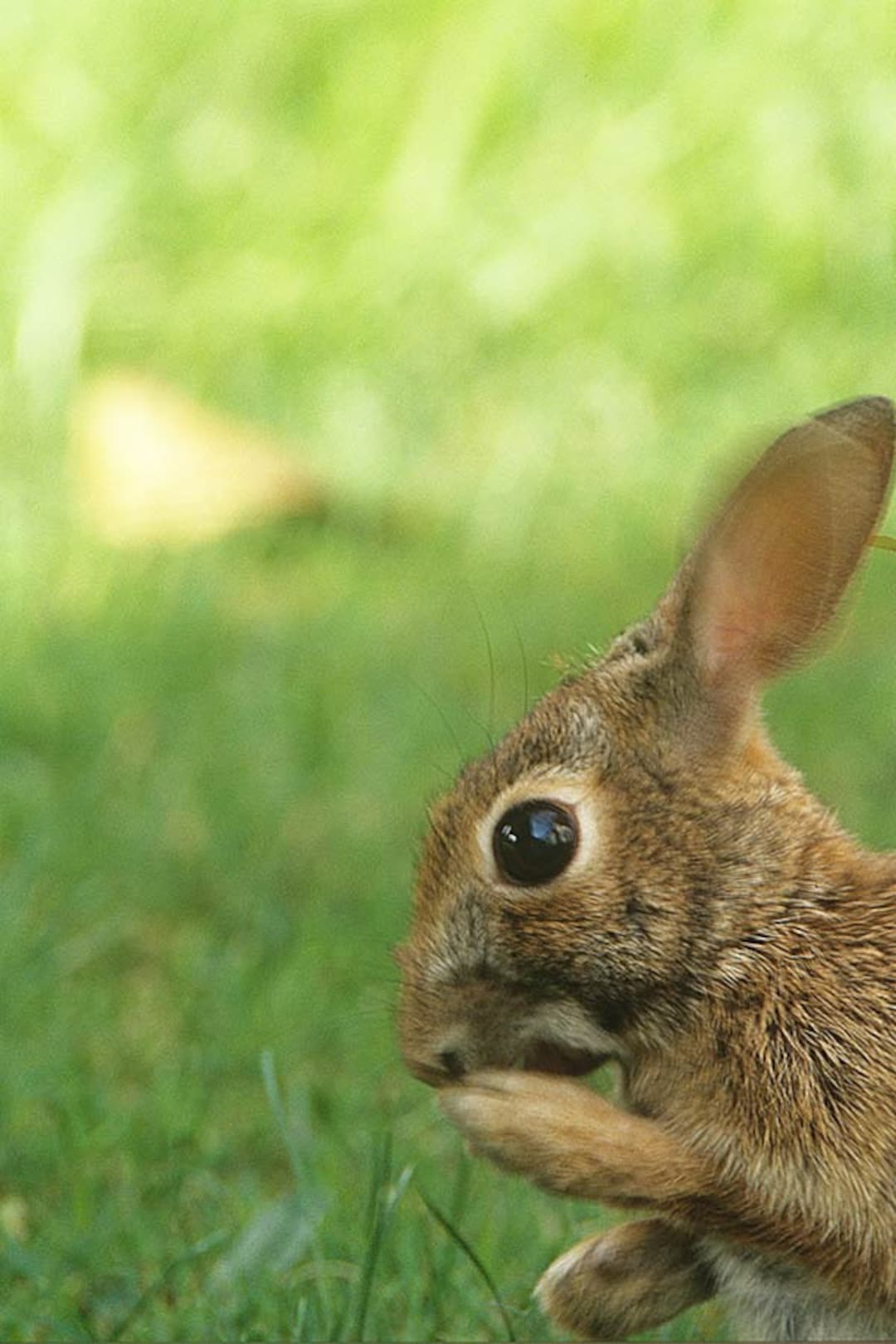 Scary Bunny or Attack Rabbit Fine Art Photo - Etsy