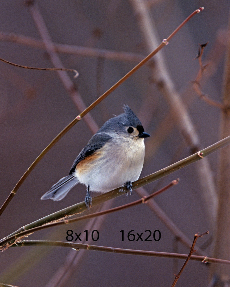 Whimsical Tufted Titmouse Photo Print Perfect Winter Décor for Bird ...