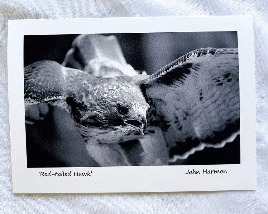 Red-tailed Hawk, Wall Decor, Black and White Art, up Close - Etsy