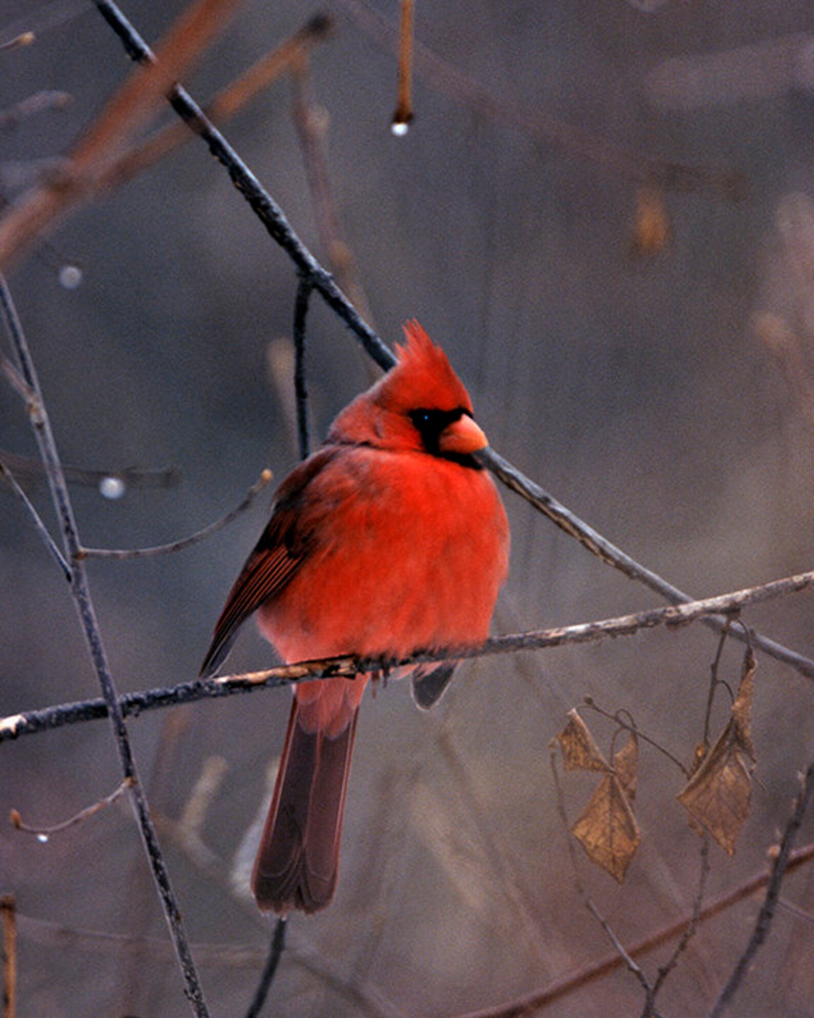 Red Male Cardinal Fine Bird Art Photograph - Etsy