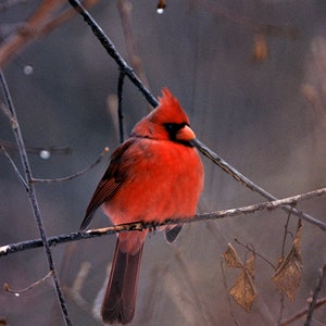 Red Male Cardinal Fine Bird Art Photograph - Etsy
