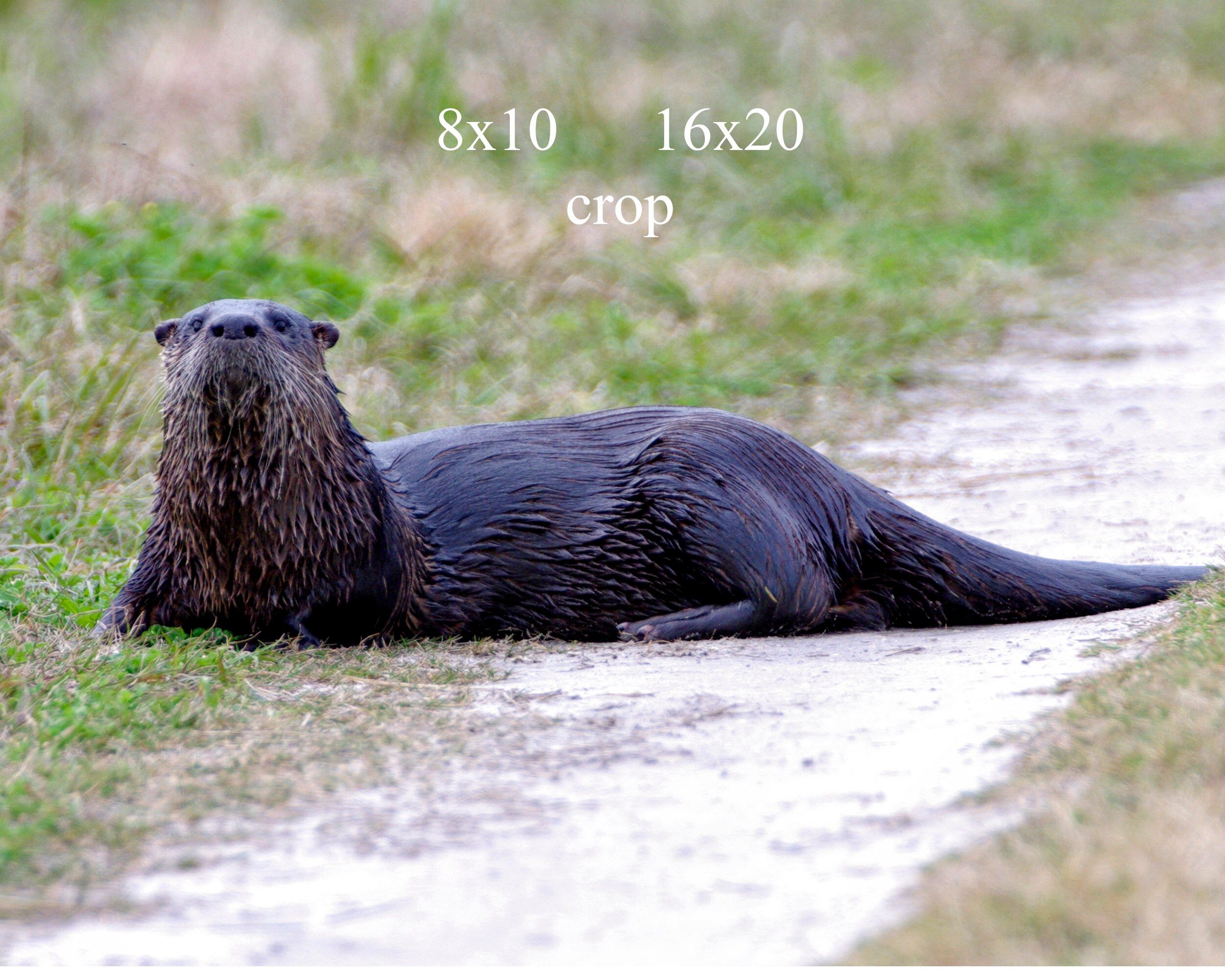 A River Otter Poses for Portrait Fine Art Photo - Etsy
