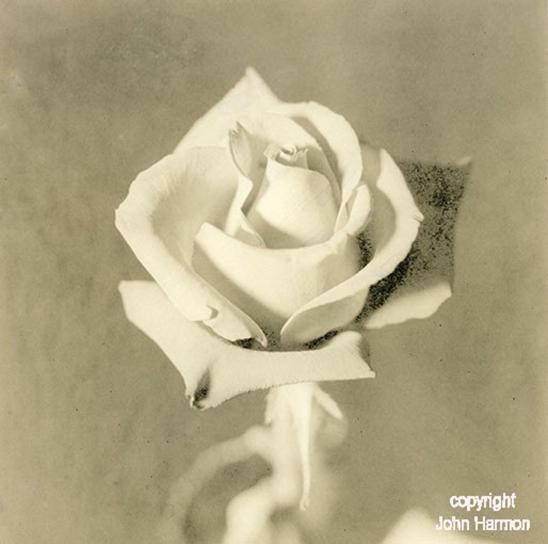 Beautiful an Artful Print of a Solitary Rose an Alternative Processed ...