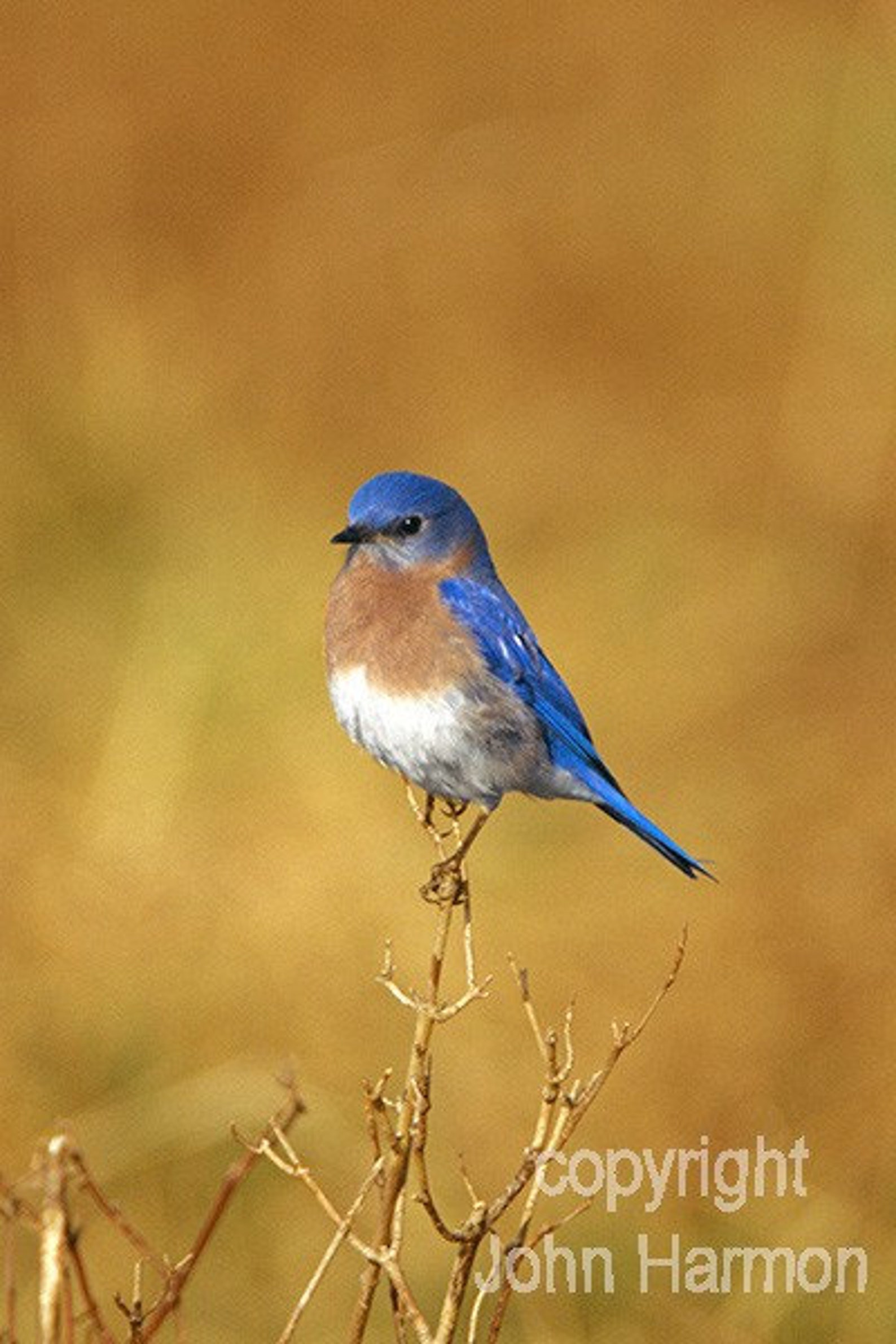 A Male Eastern Bluebird With a Golden Background Bird Fine Art - Etsy