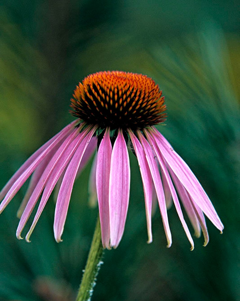 A Closeup of a Purple Cone Flower Fine Art Photo - Etsy