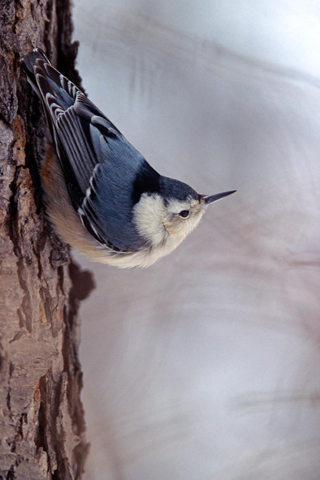 White Breasted Nuthatch in Winter A Bird Fine Art Photo - Etsy