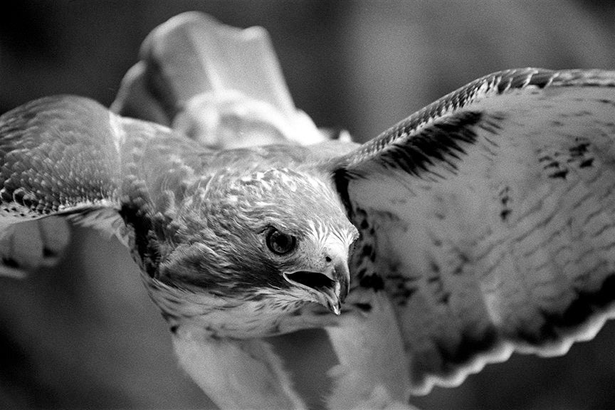 Red-tailed Hawk, Wall Decor, Black and White Art, up Close - Etsy