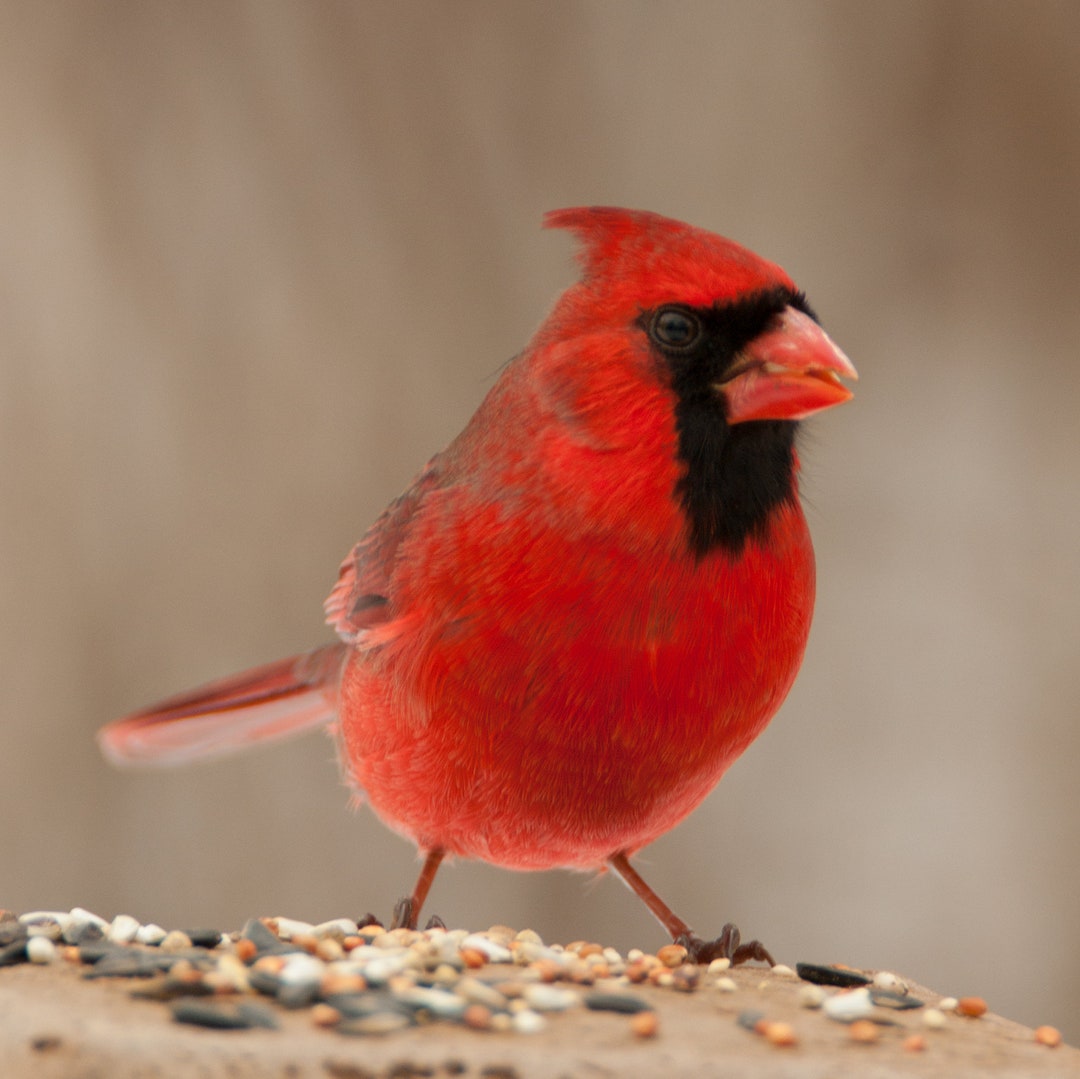 A Northern Red Cardinal, Cleveland Ohio Metroparks Artwork - Etsy