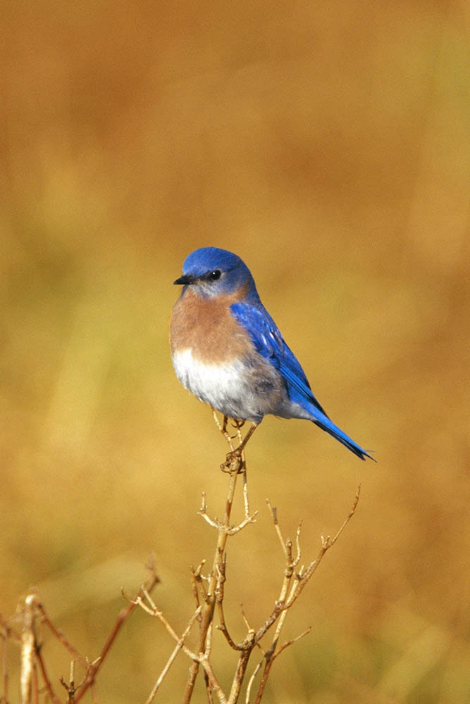 A Male Eastern Bluebird With a Golden Background Bird Fine Art Photo - Etsy