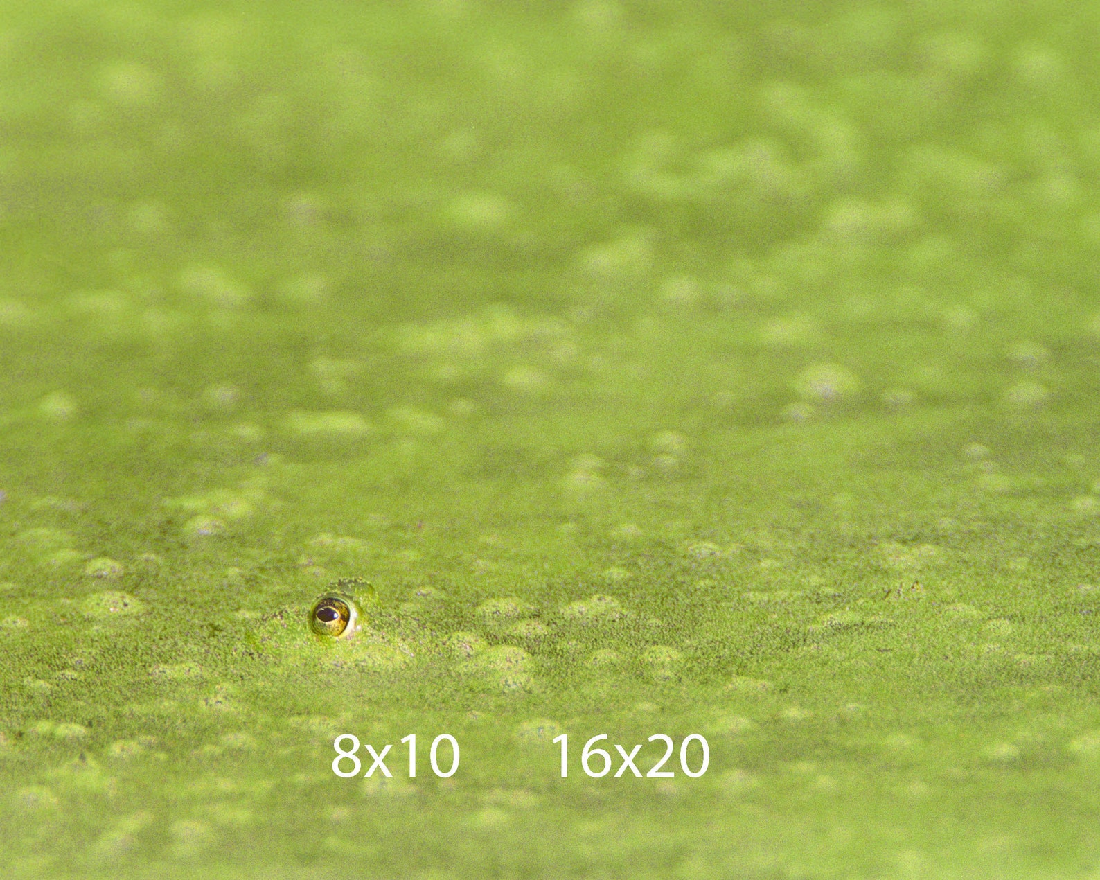 Frogs Eye in Pond Muck Fine Art Nature Photo - Etsy